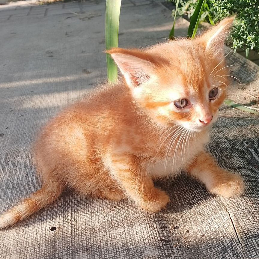 Котята