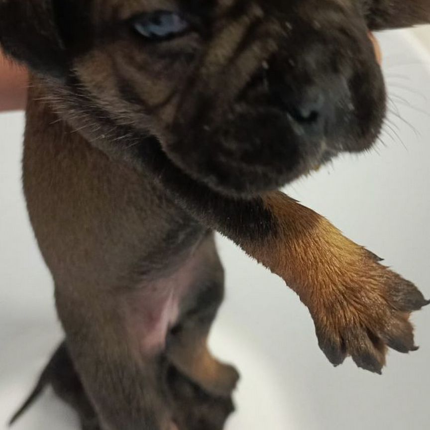 Продаются щенки