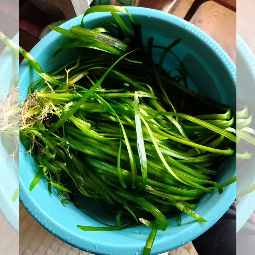 Аквариумные растения