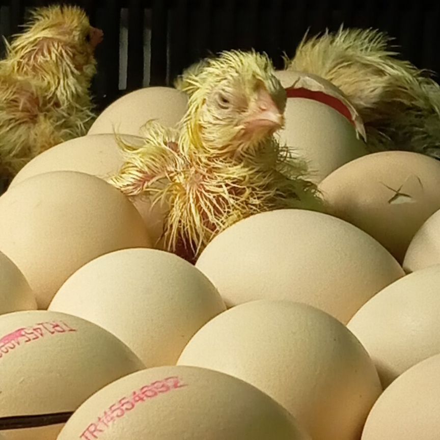 Бройлер: инкубационное яйцо и цыплята