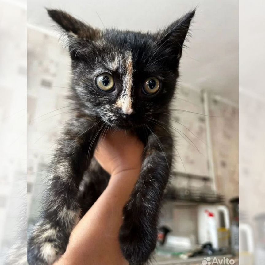 Шотландская кошечка, прямоухая