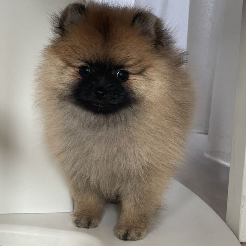 Померанский шпиц, щенок