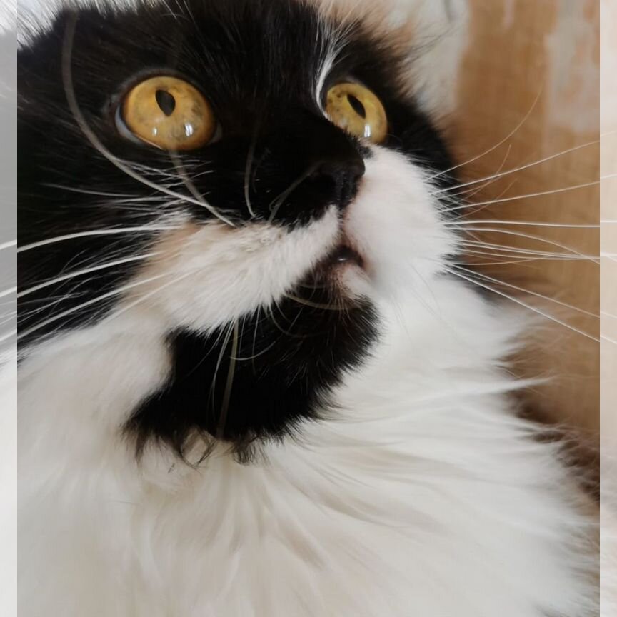 Шотландская прямоухая длинношёрстная, взрослая кошка