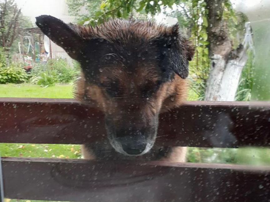 Очень умный и ласковый пёс