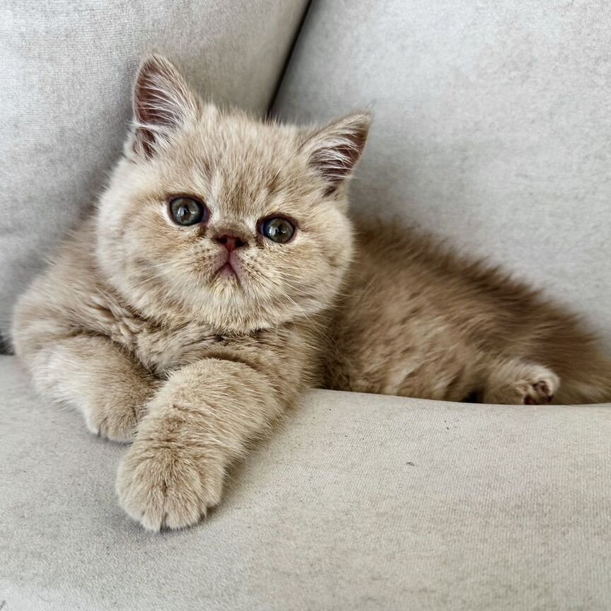 Котёнок от частного владельца