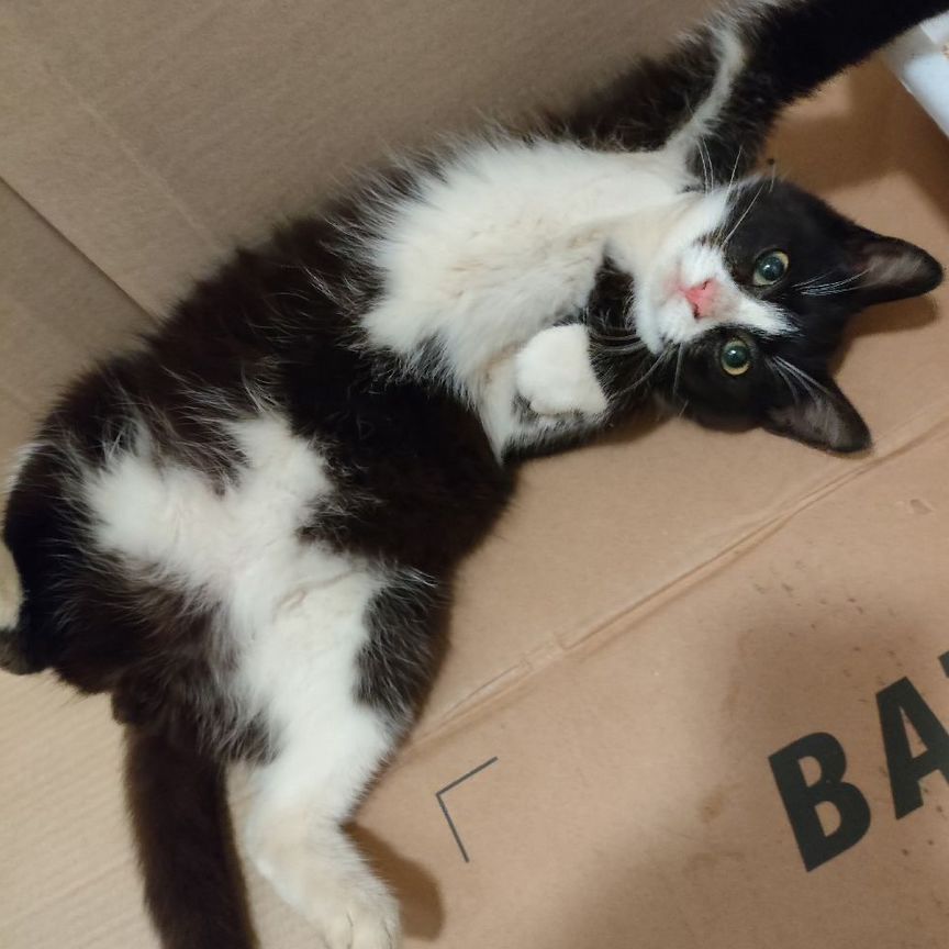 Котёнок в добрые руки