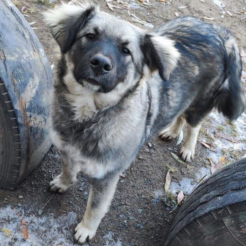 Взрослая собака в добрые руки