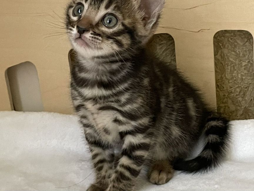 Кошки породистые