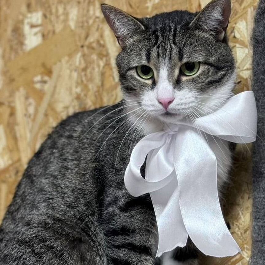 Ласковый, молодой котик в добрые руки