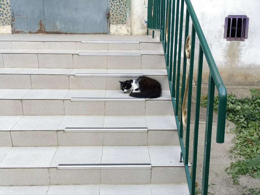 Котик. на ступеньках надежды
