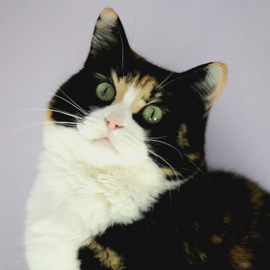 Очень красивая кошка