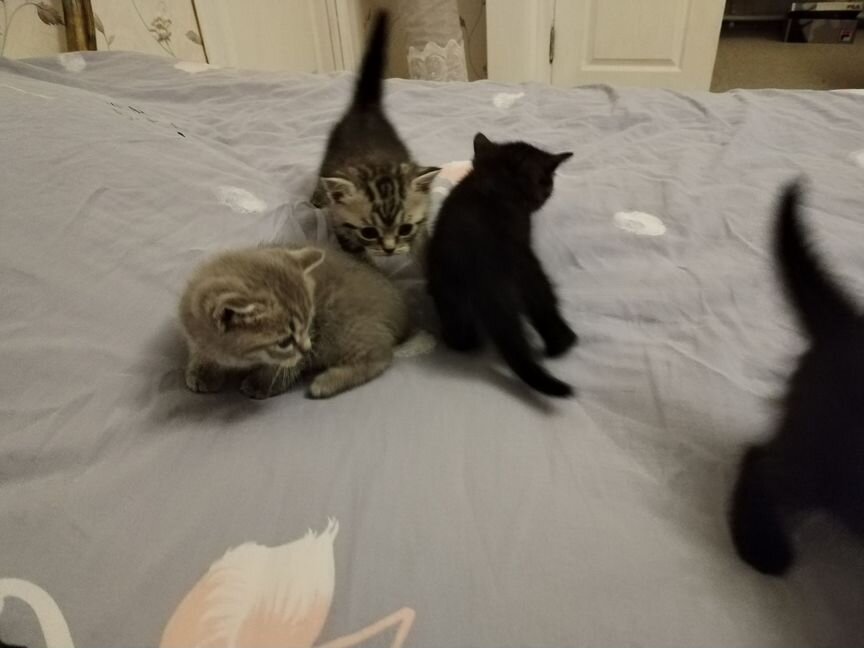 Шотландские прямоухие котята
