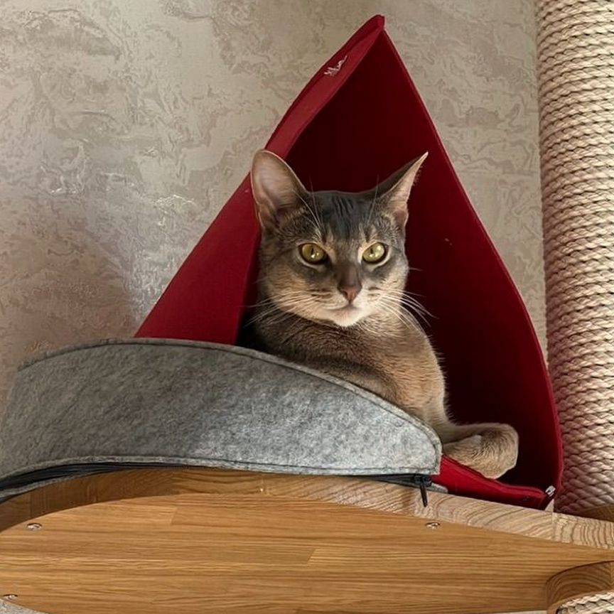 Когтеточка catsby family до 305-310 см