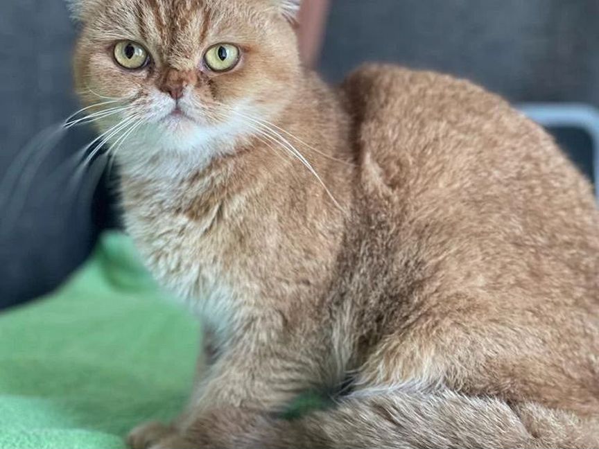 Кошка Безымянная