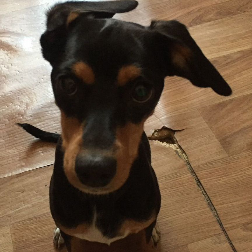 Русский той-терьер, взрослая собака