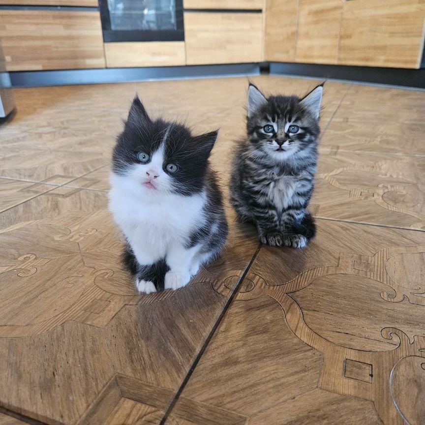 Котята в добрые руки мальчик и девочка