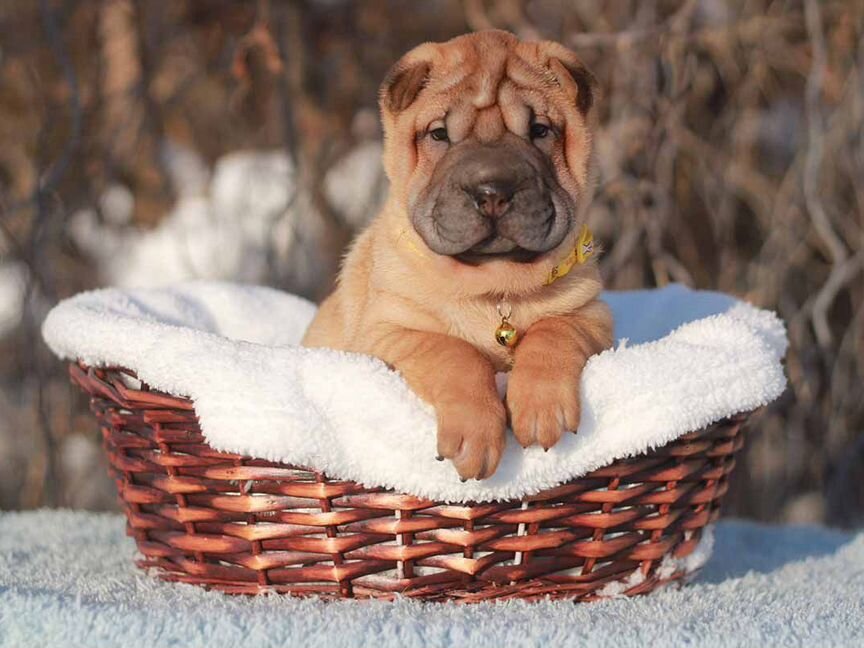 Шарпей перспективная девочка