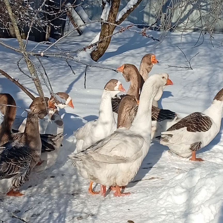 Холмогорские гуси