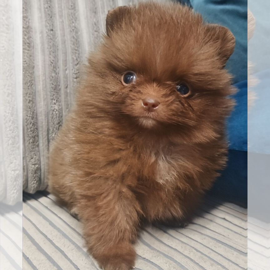 Померанский шпиц, щенок