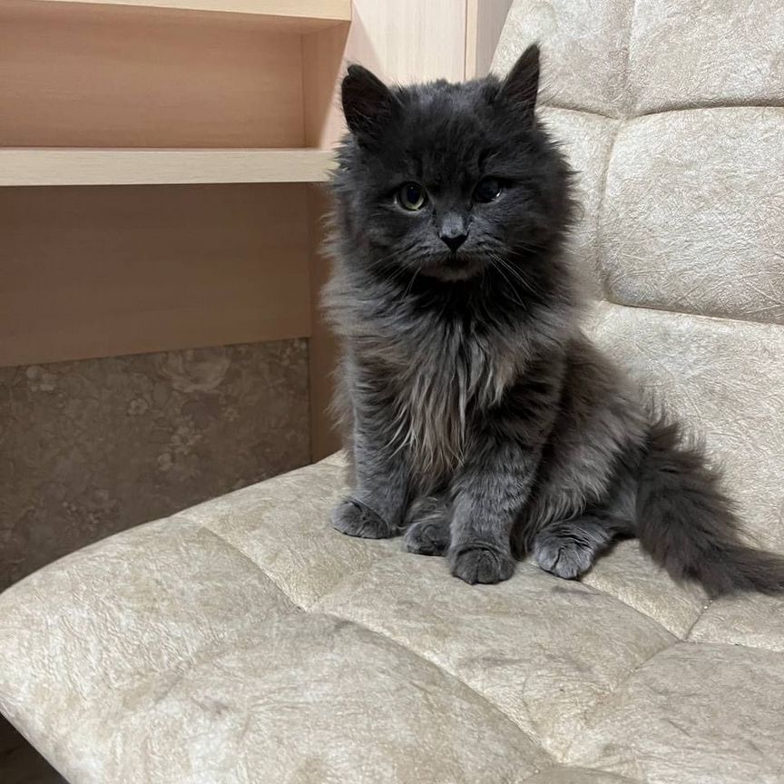 Котята в добрые руки даром бесплатно