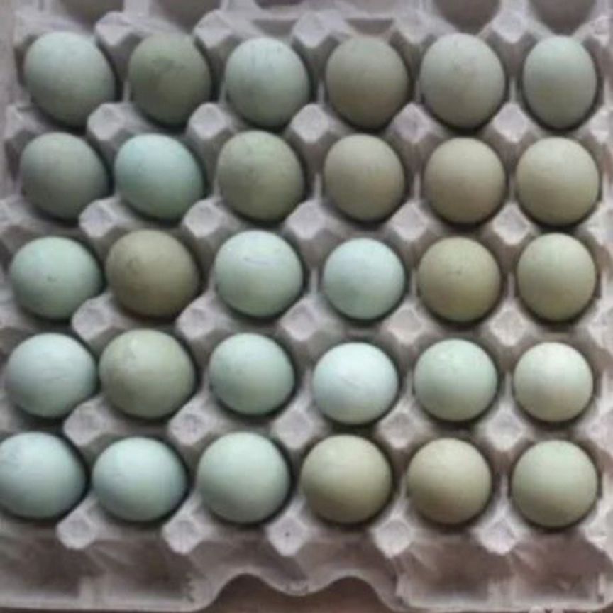 Ия кур Лайкендази и Амераукана