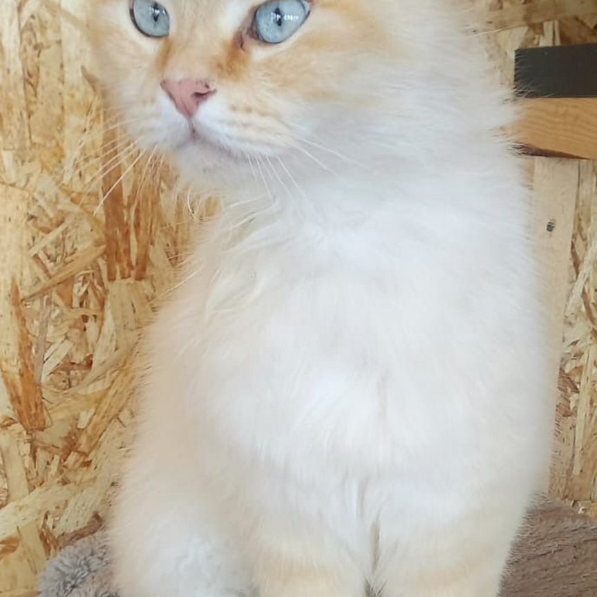 Красавчик кот в дом