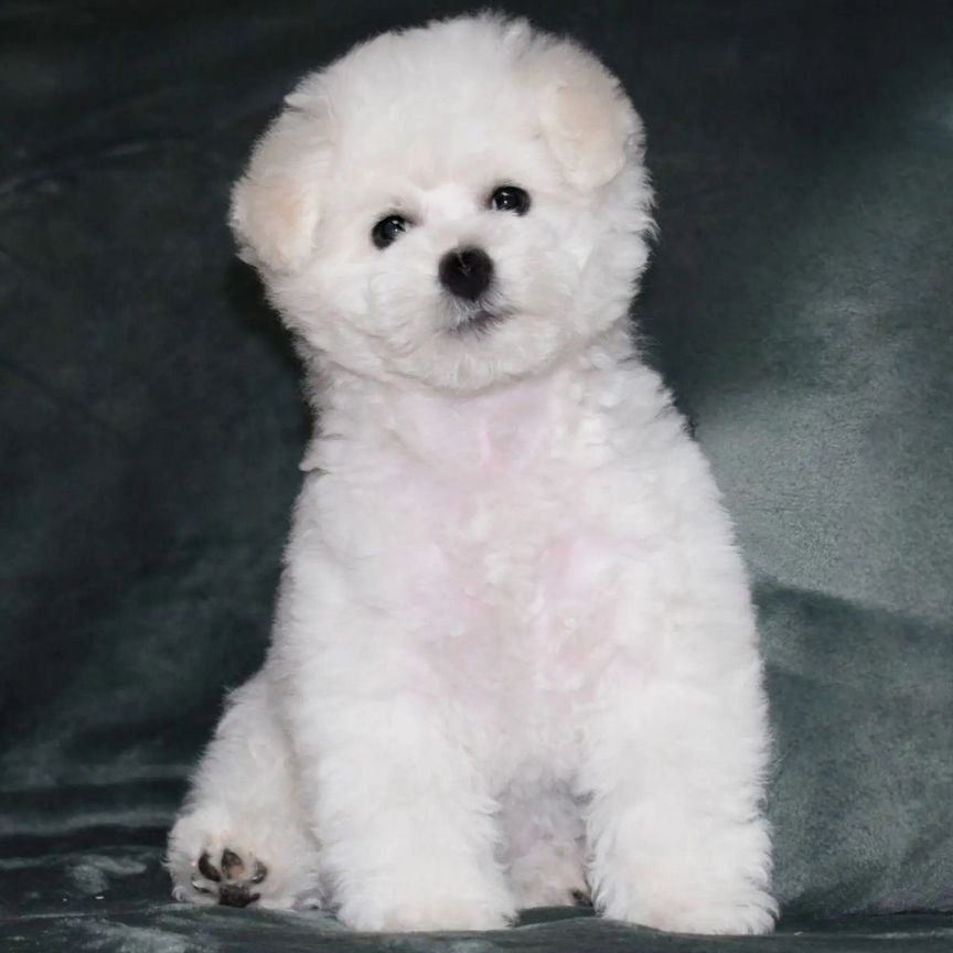 Бишон фризе, щенок