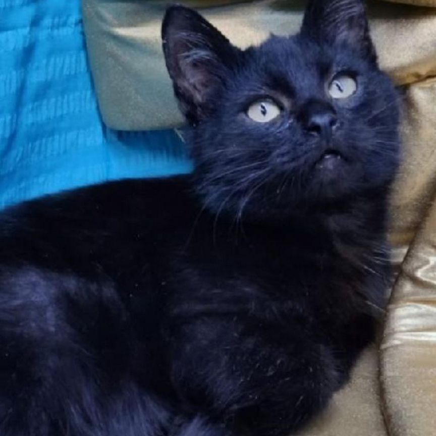 Котенок брюнетка