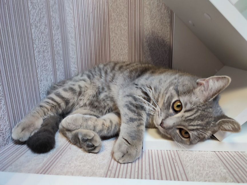 Кешка кот С шикарным хвостом