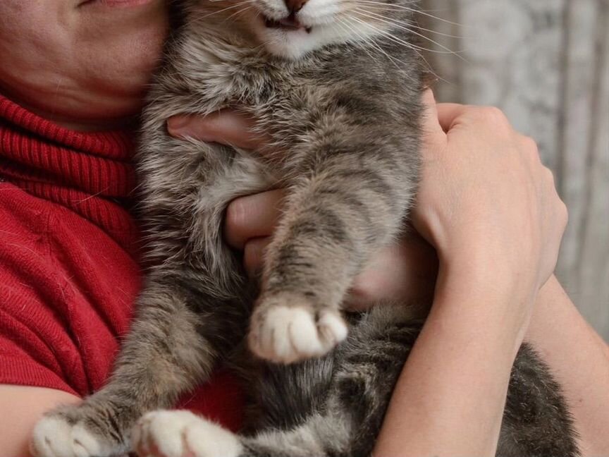 Котик Степа