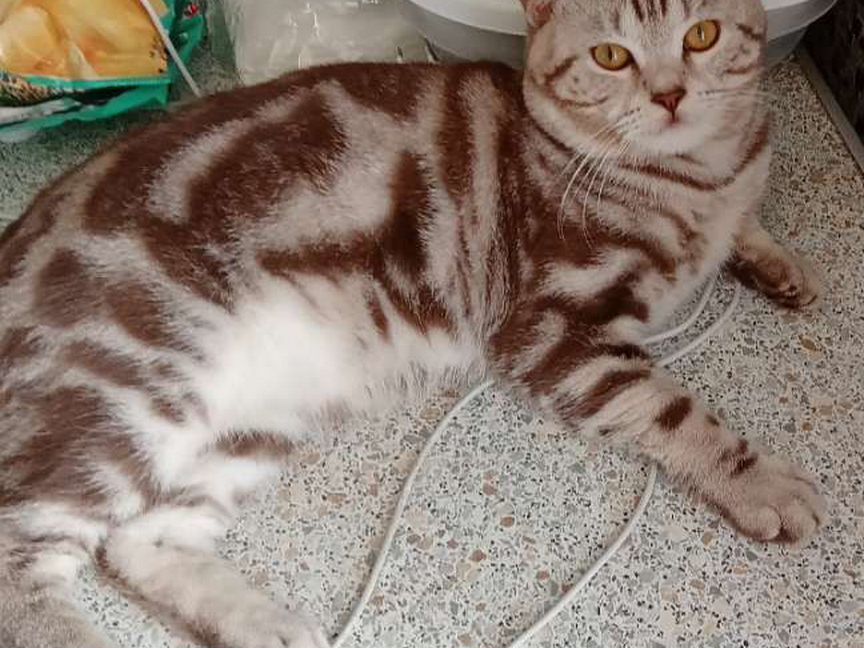 Кошки