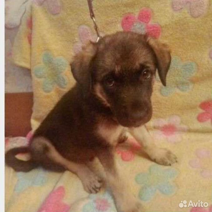 Щенулька - крохотулька в добрые руки