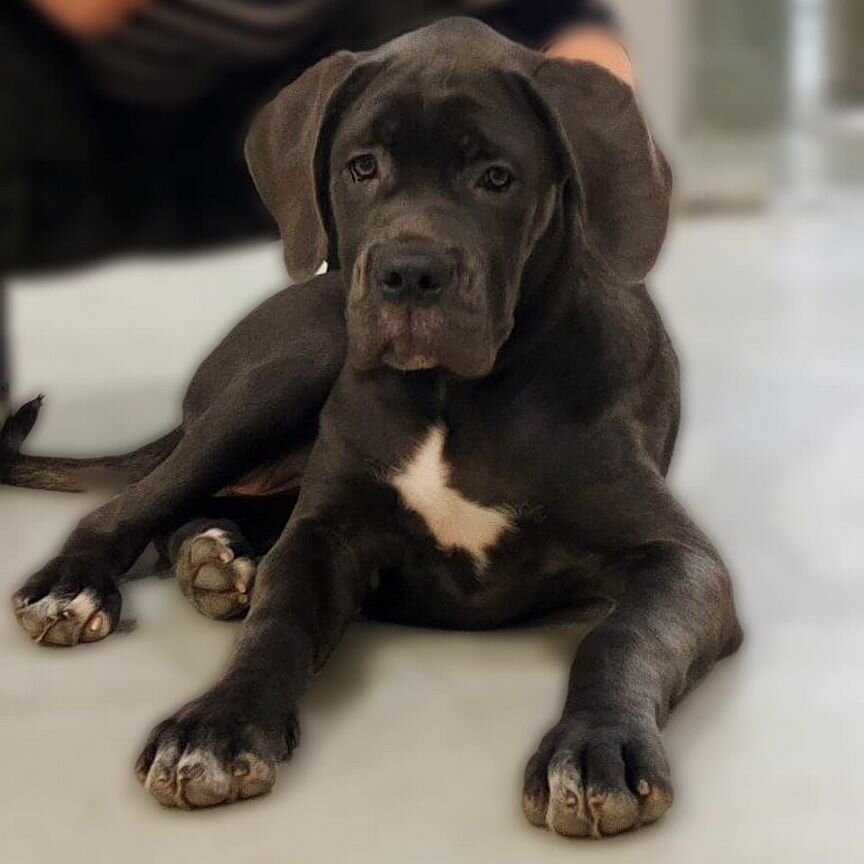 Собаки щенки кане корсо