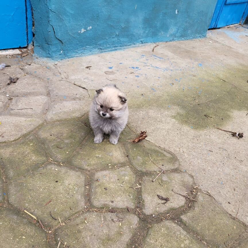 Щенки шпица