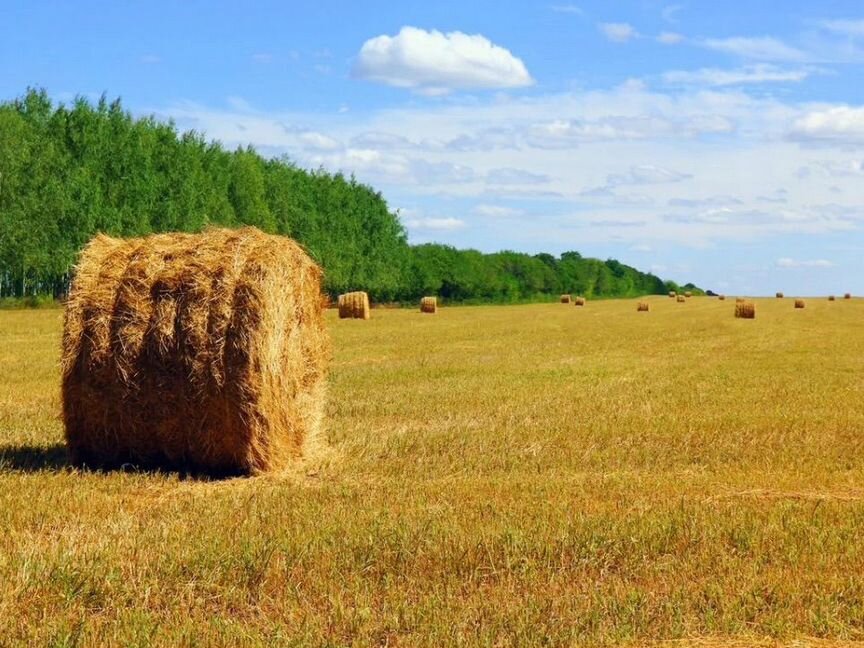 Сено люцерны