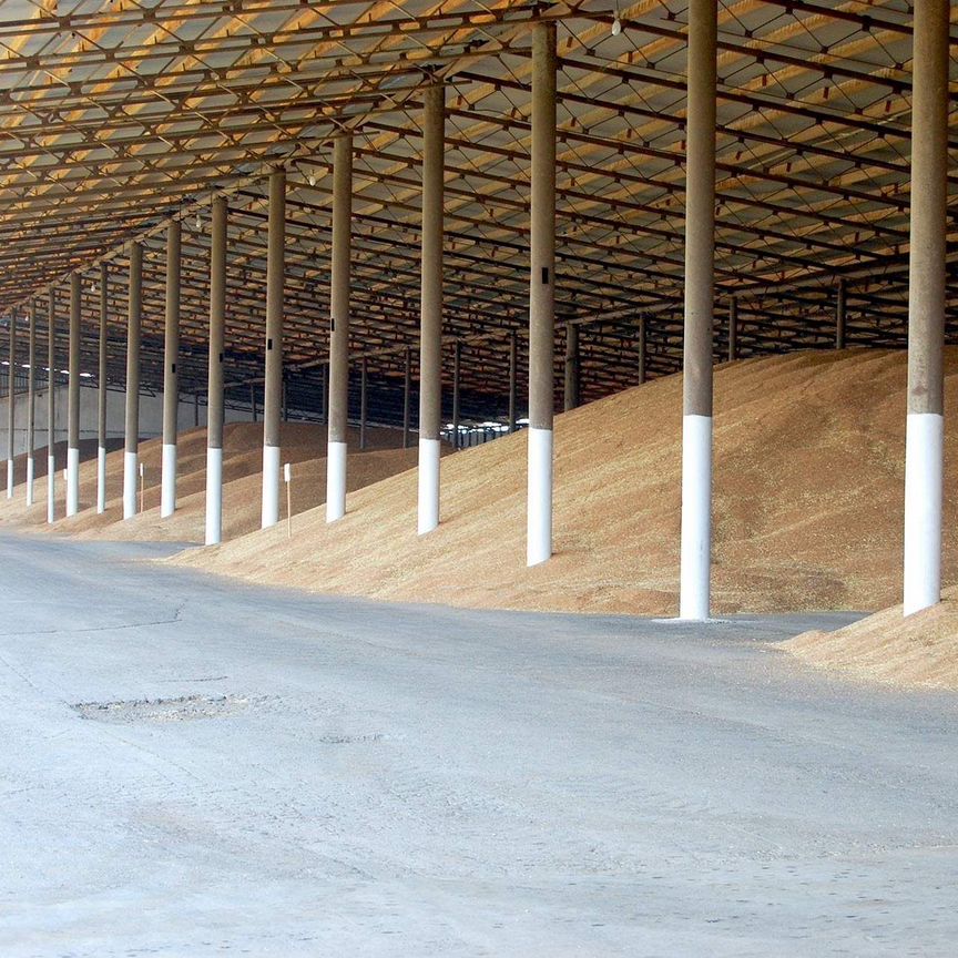 Пшеница,Ячмень,Горчича