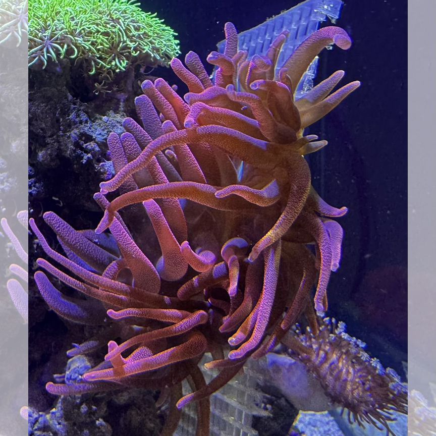 Для морского аквариума