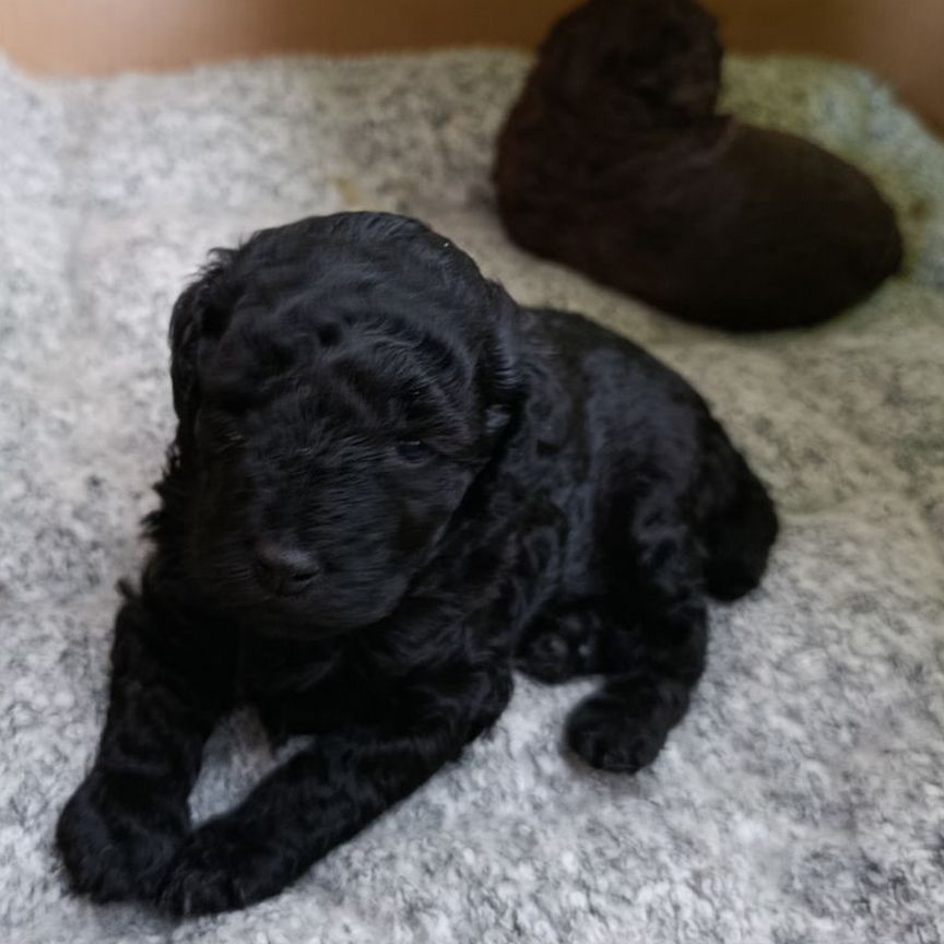 Карликовый пудель, щенок