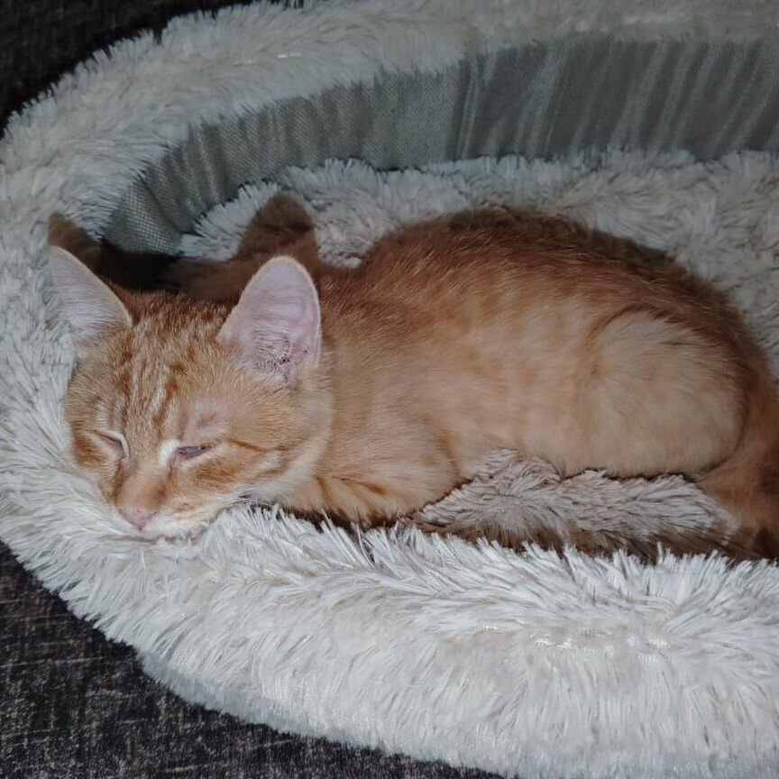 Котёнок в добрые руки