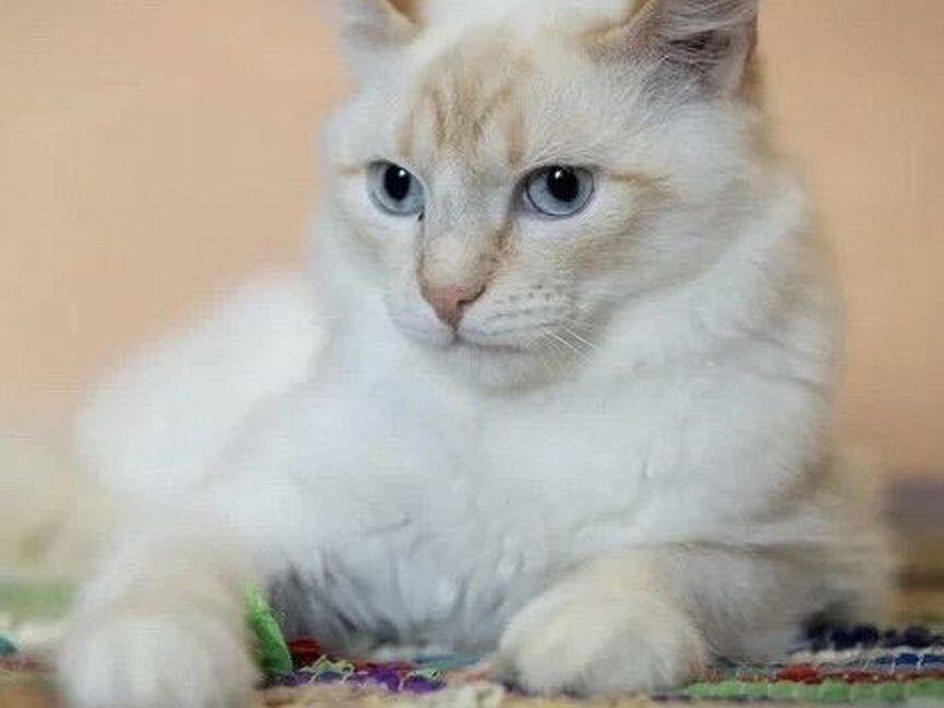 Тайский кот в добрые руки
