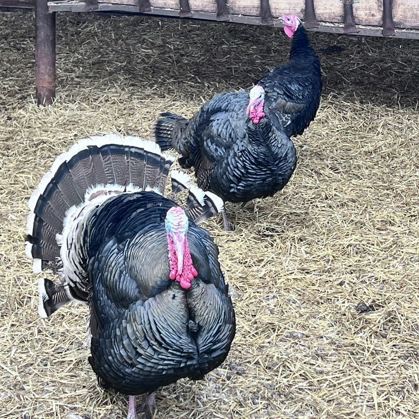 Индюк домашний