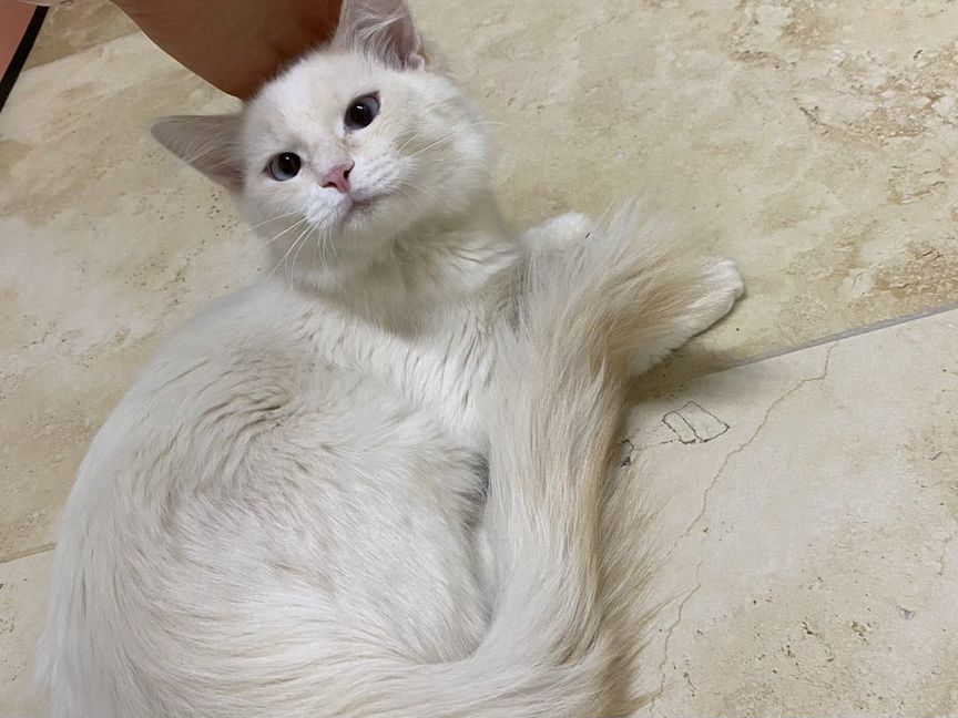 Кот