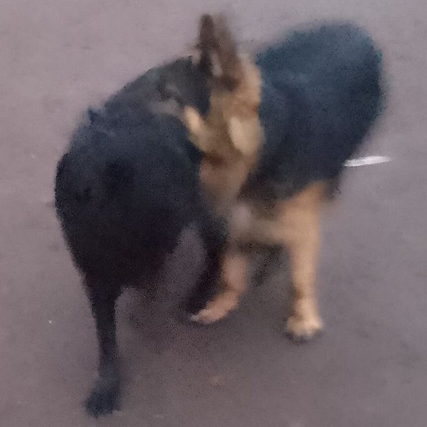 Немецкая овчарка, щенок