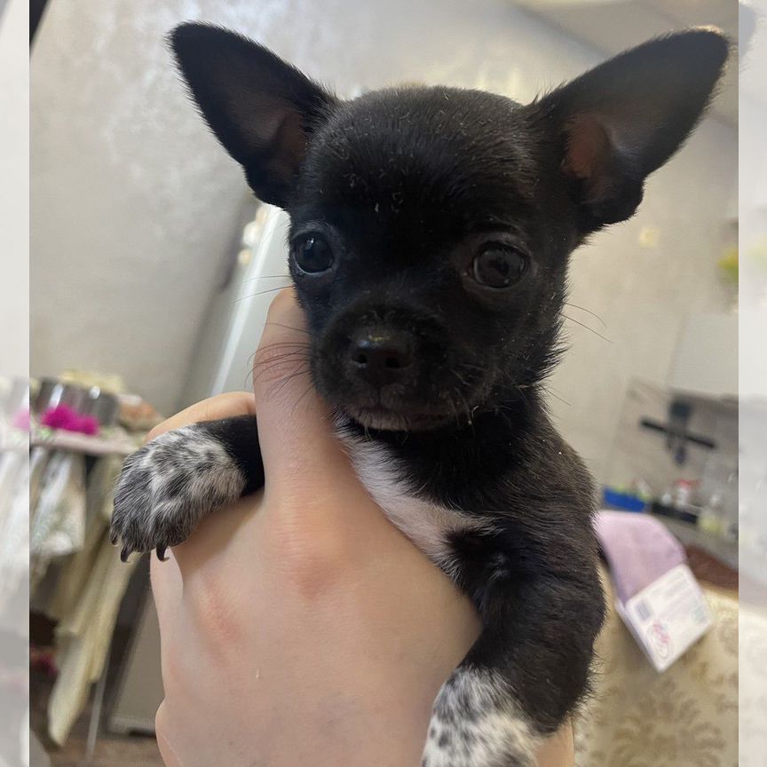 Чихуахуа, щенок