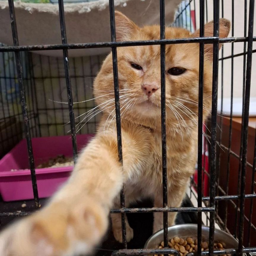 Кот в добрый дом