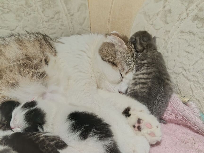 Шотландские вислоухие котята