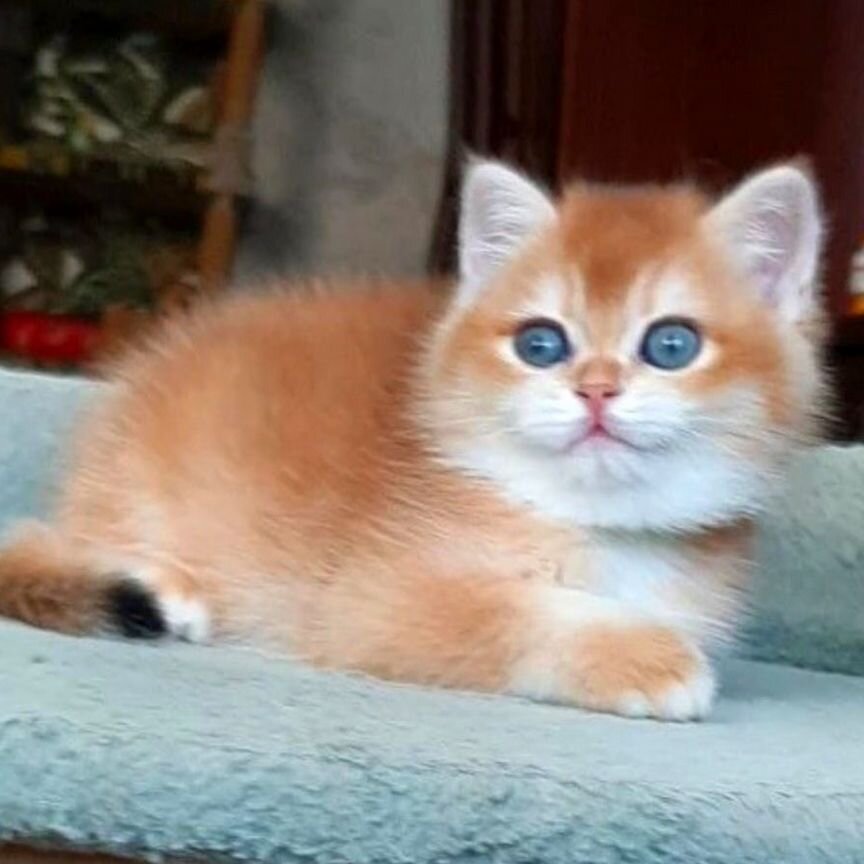 Британский короткошёрстный котёнок