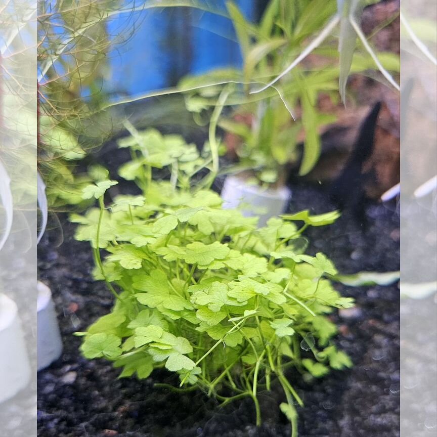 Аквариумные растения