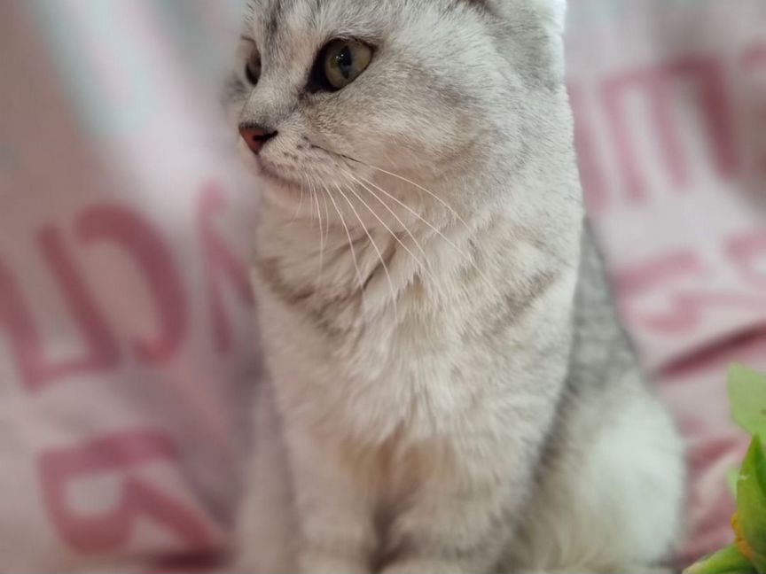 Кошечка британская серебристая шиншилла
