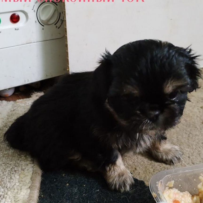 Продам щенков пекиес